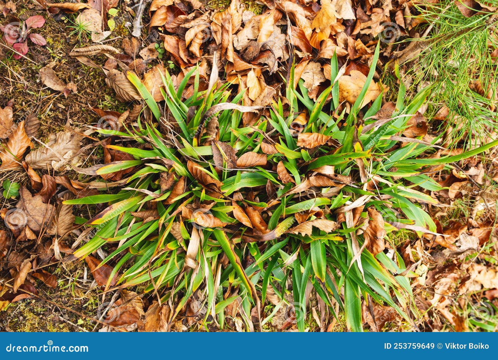 Autumn Background with Fallen and Green Leaves Stock Image - Image of ...