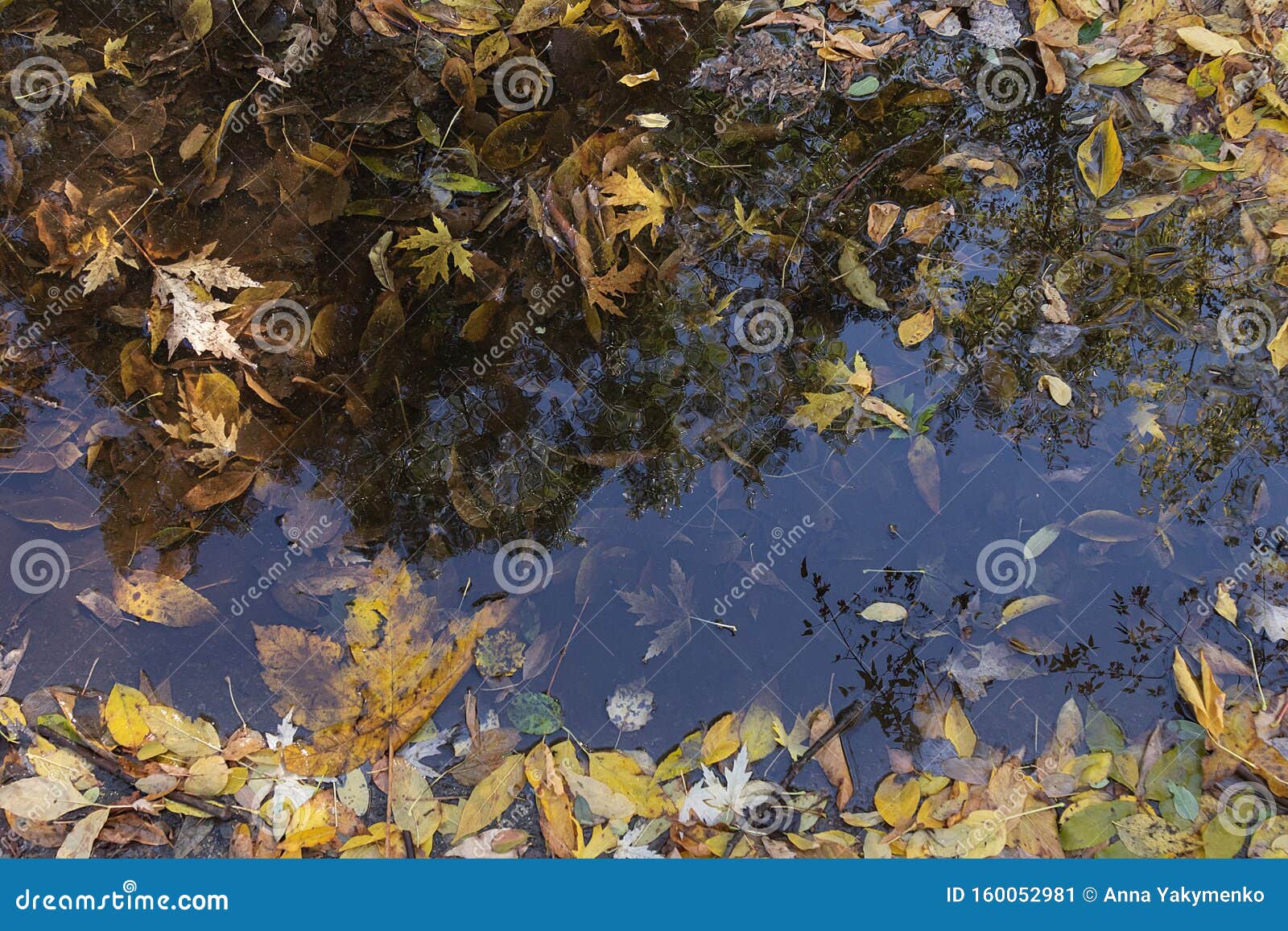 Autumn Background of Fallen Leaves in a Puddle and Reflection Stock ...