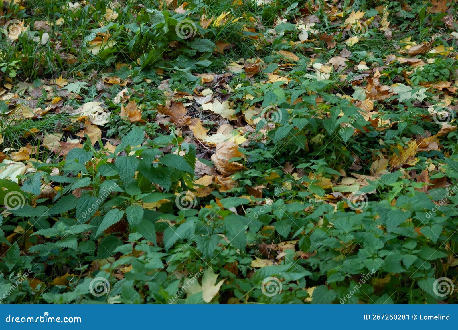 Autumn Background: Fallen Leaves in a Thicket of Nettles Stock Image ...