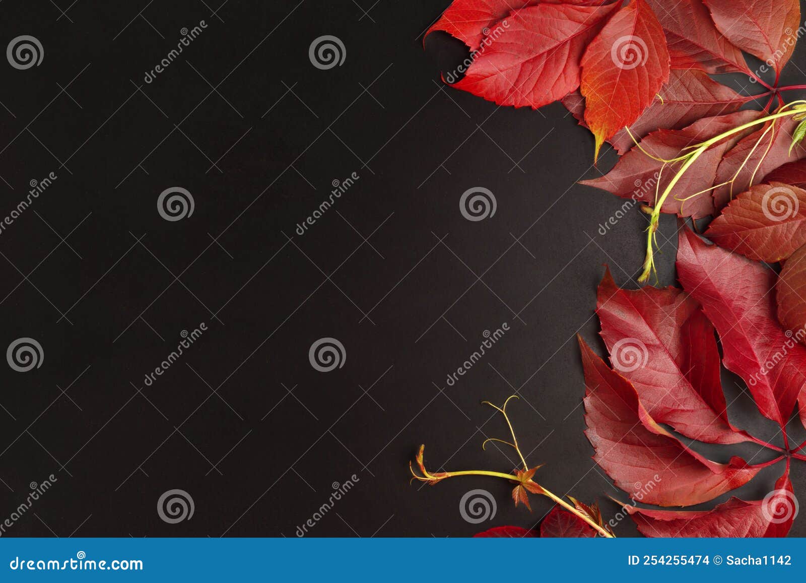 Autumn Background, Flat Layout of Red Autumn Grape Leaves, Top View on ...