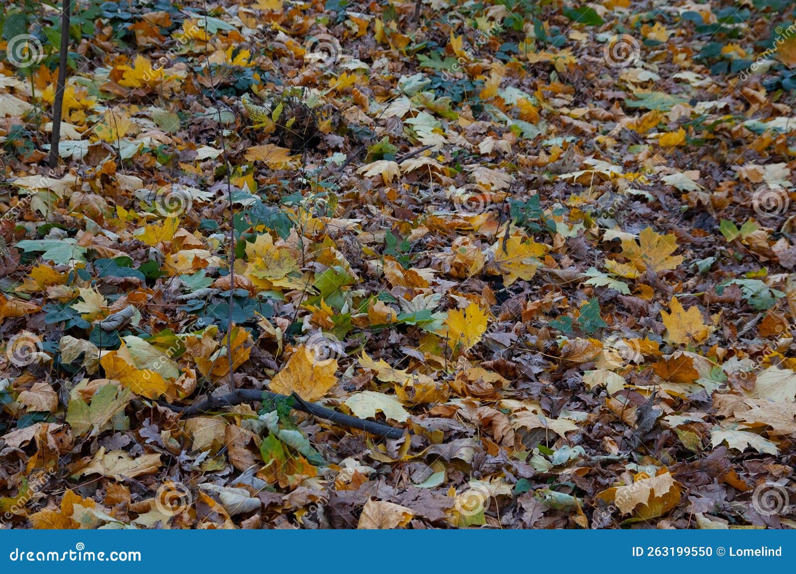 Autumn Background: the Ground is Covered with Fallen Leaves Stock Photo ...