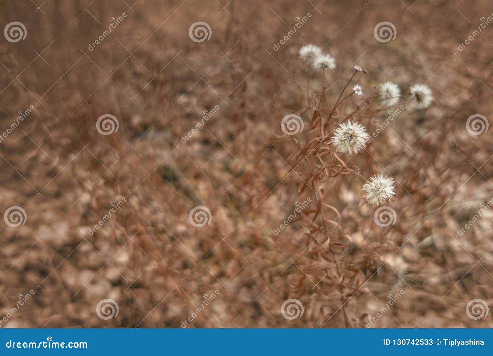 Autumn Faded Flower Background Stock Image - Image of faded, wilting ...