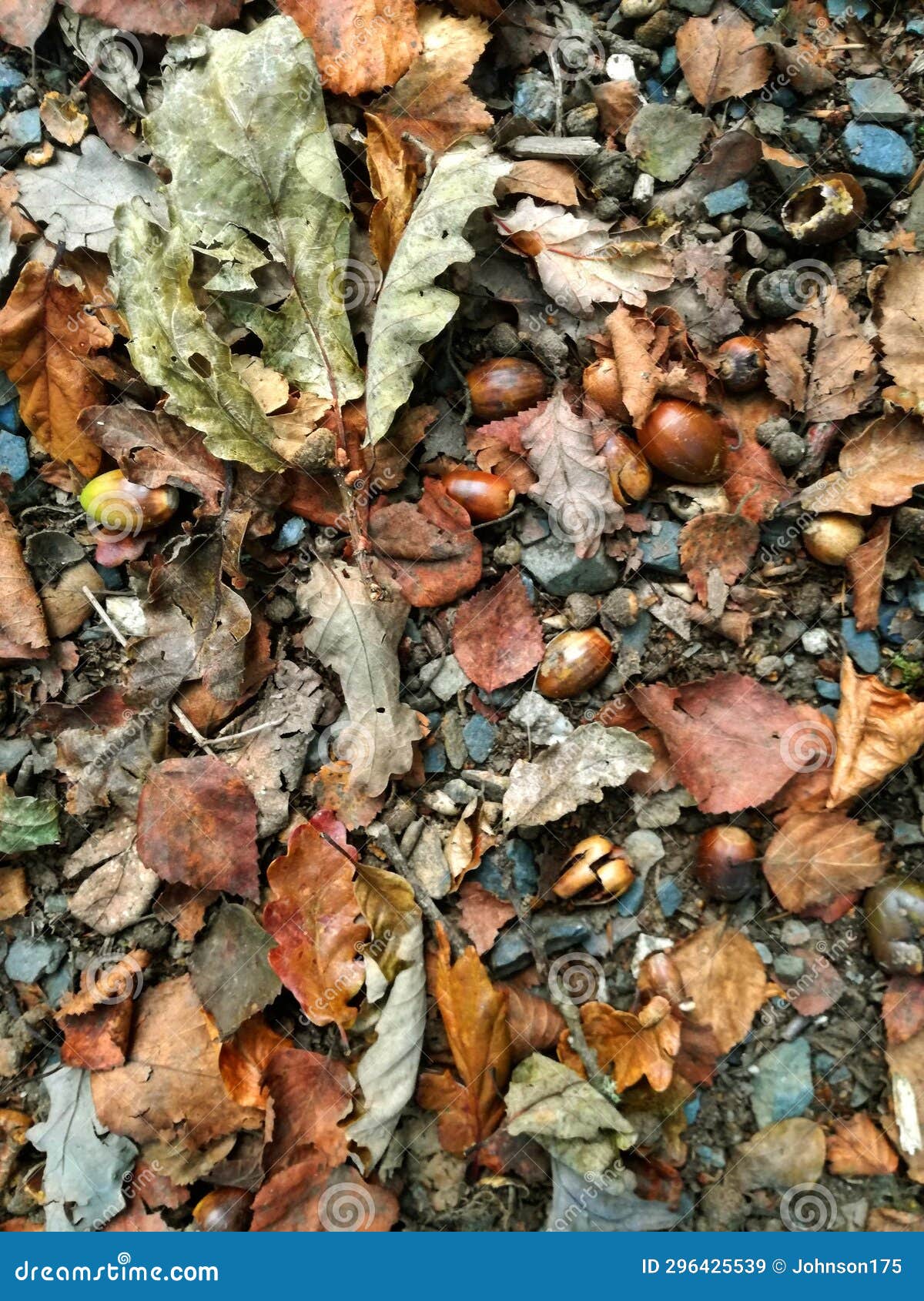 Autumn Background of Leaves and Acorns Stock Image - Image of bright ...