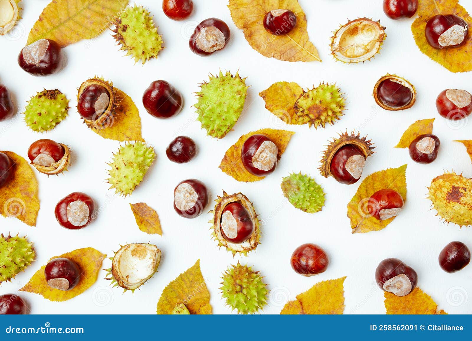 Autumn Background with Autumn Leaves and Chestnut Stock Image - Image ...