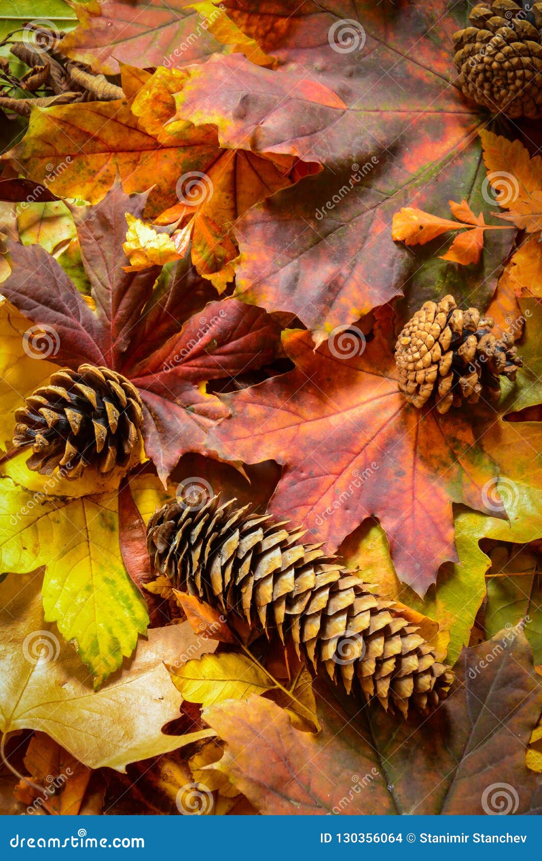 Autumn Background with Autumn Leaves and Pine Cones Stock Photo - Image ...