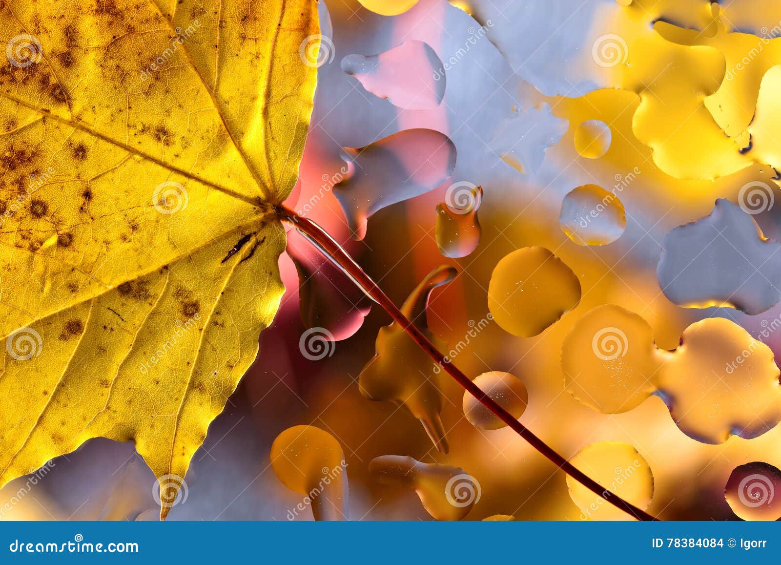 Autumn Background with Leaves and Water Drops Stock Photo - Image of ...