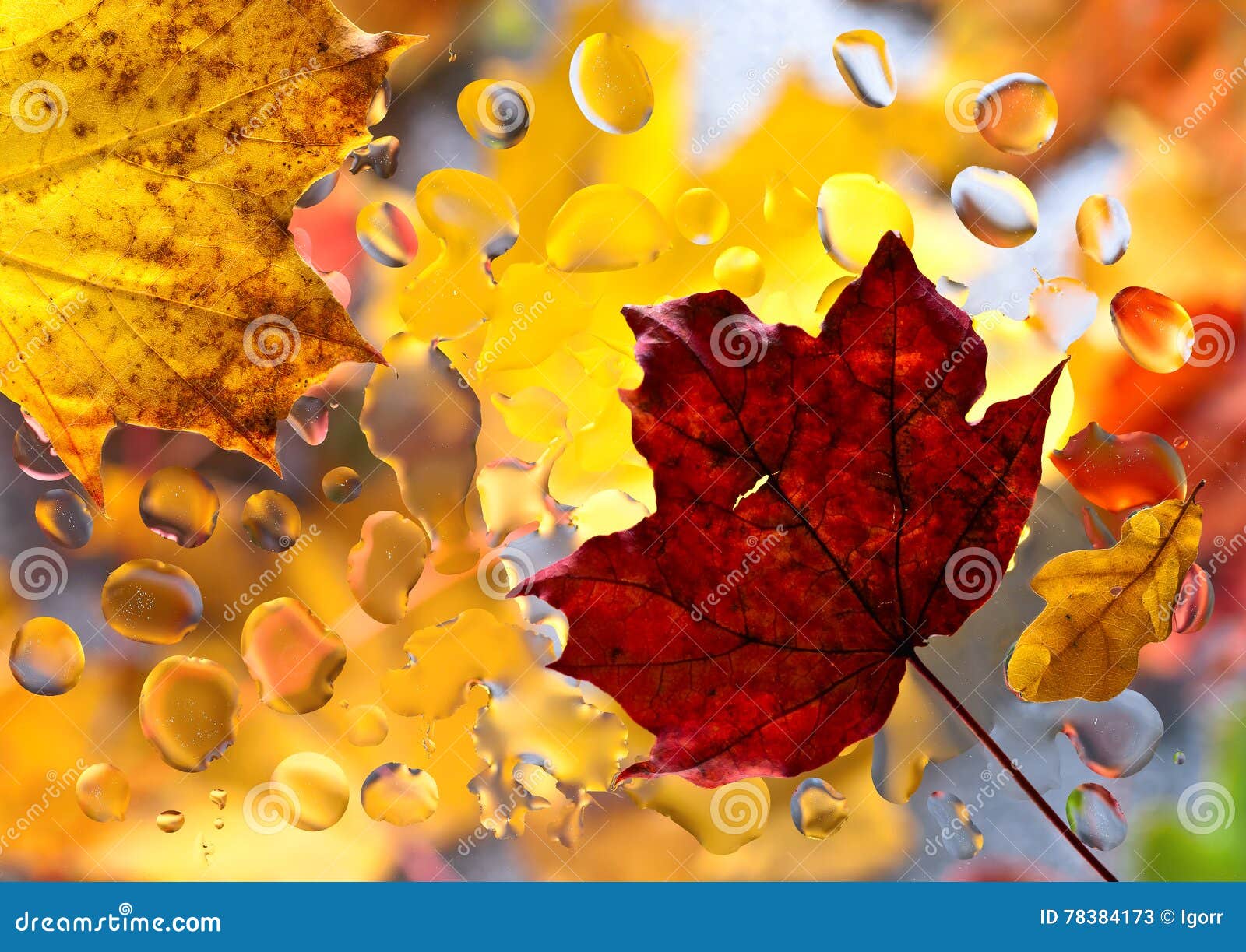 Autumn Background with Leaves and Water Drops Stock Image - Image of ...