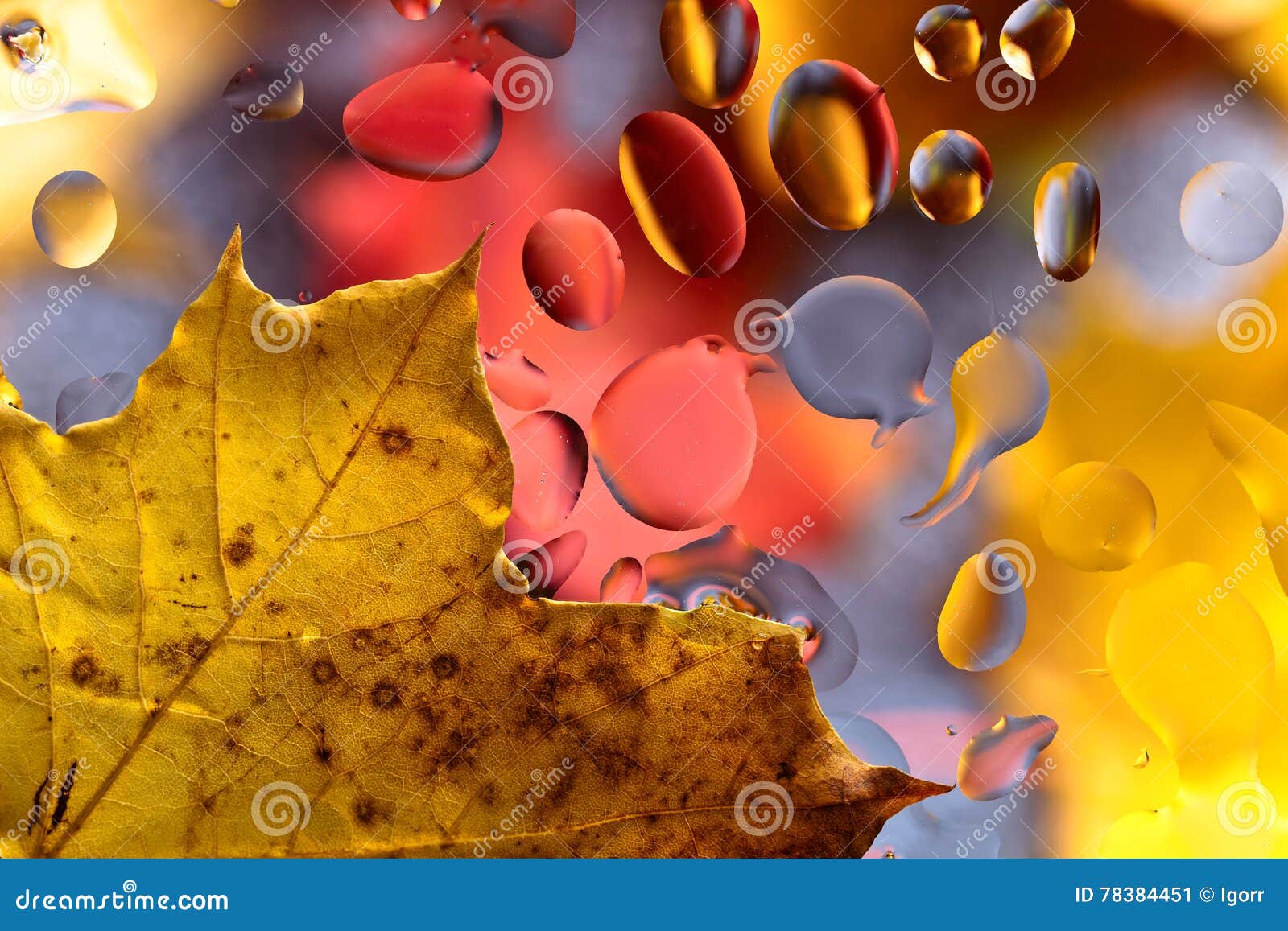 Autumn Background with Leaves and Water Drops Stock Image - Image of ...