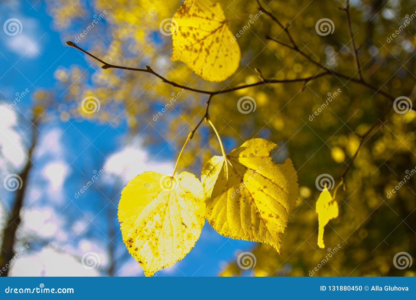 Autumn Background with Maple Leaves, Natural Autumn Scene Stock Photo ...