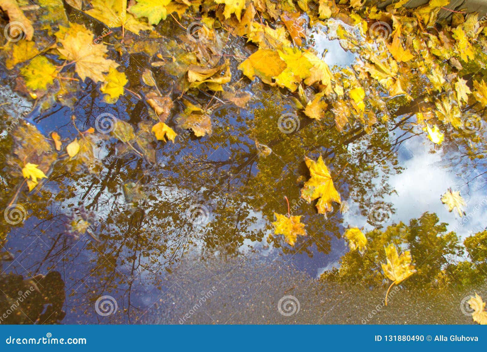 Autumn Background with Maple Leaves, Natural Autumn Scene Stock Photo ...