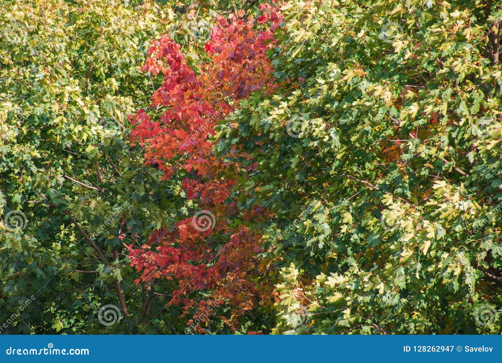 Autumn Background of Multicolored Maple Trees Developing in the Wind ...