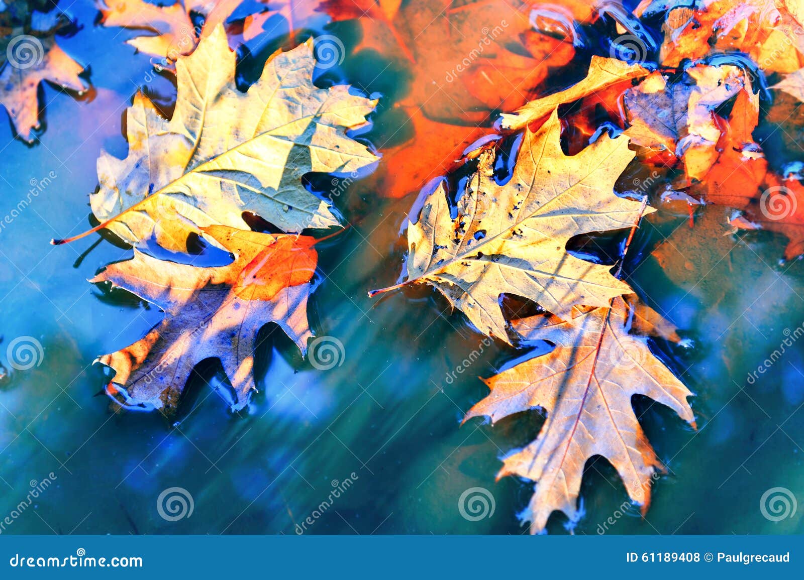 Autumn Background with Oak Leaves Floating on Water Stock Photo - Image ...