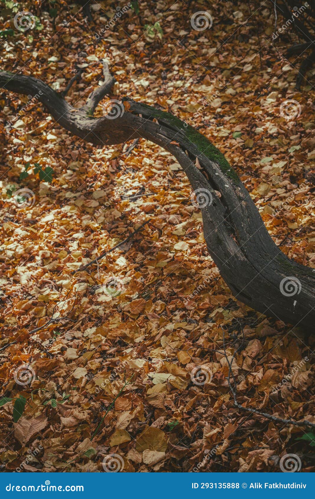 An Old Fallen Tree on the Ground Covered with Yellow Leaves Stock Photo ...