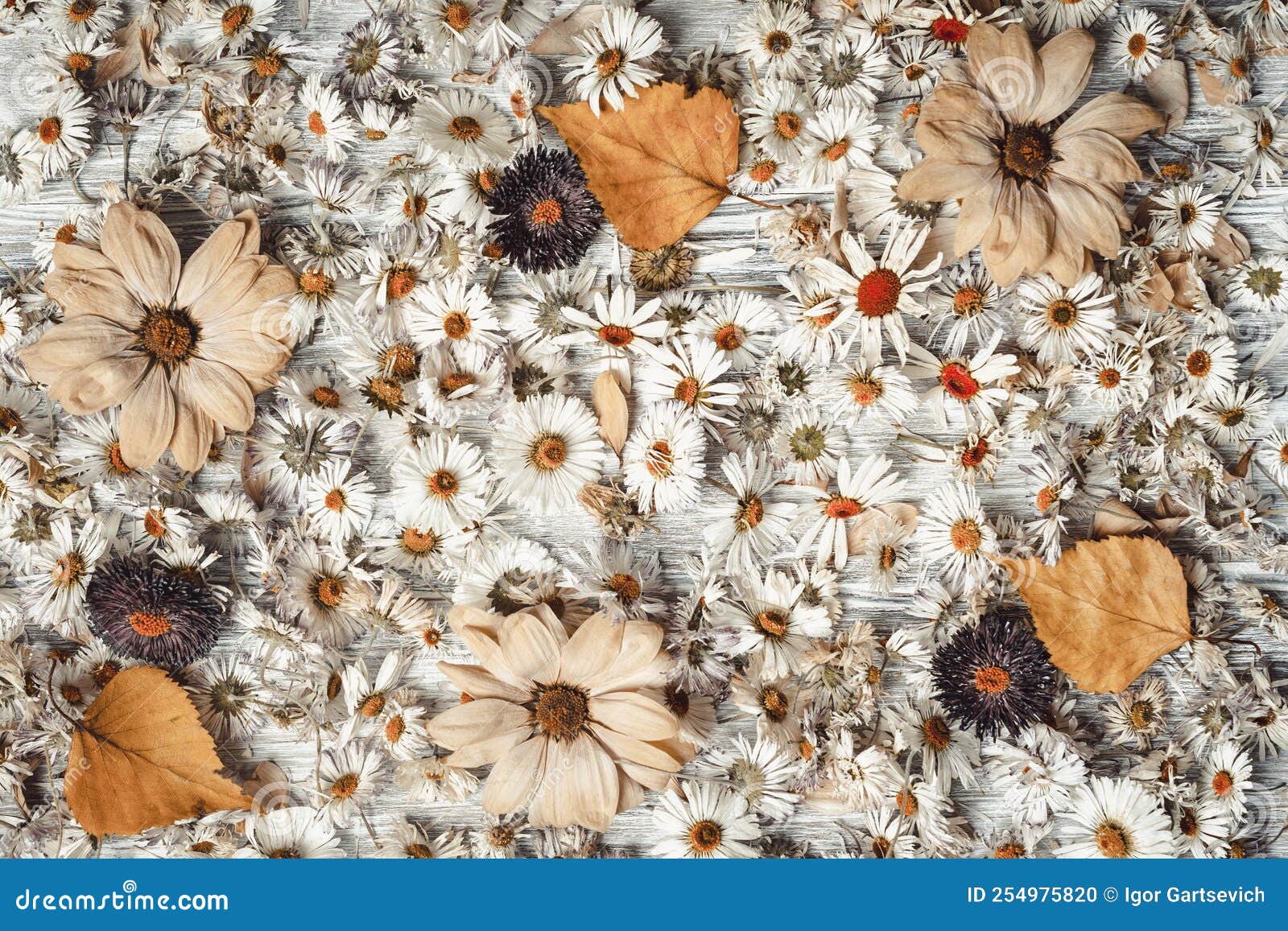 Autumn Background. Pattern Made of Dried Flowers and Autumn Leaves ...