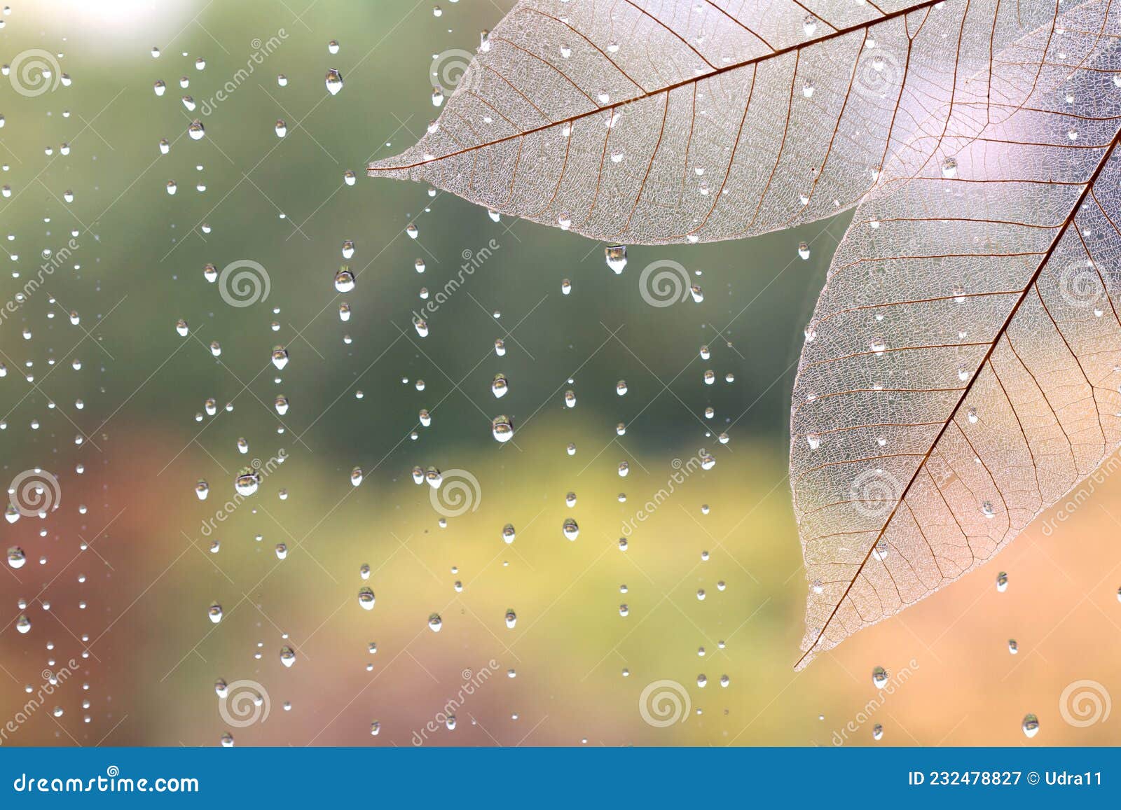 Autumn Background, Raindrops on Pane with Transparent Leaves Stock ...