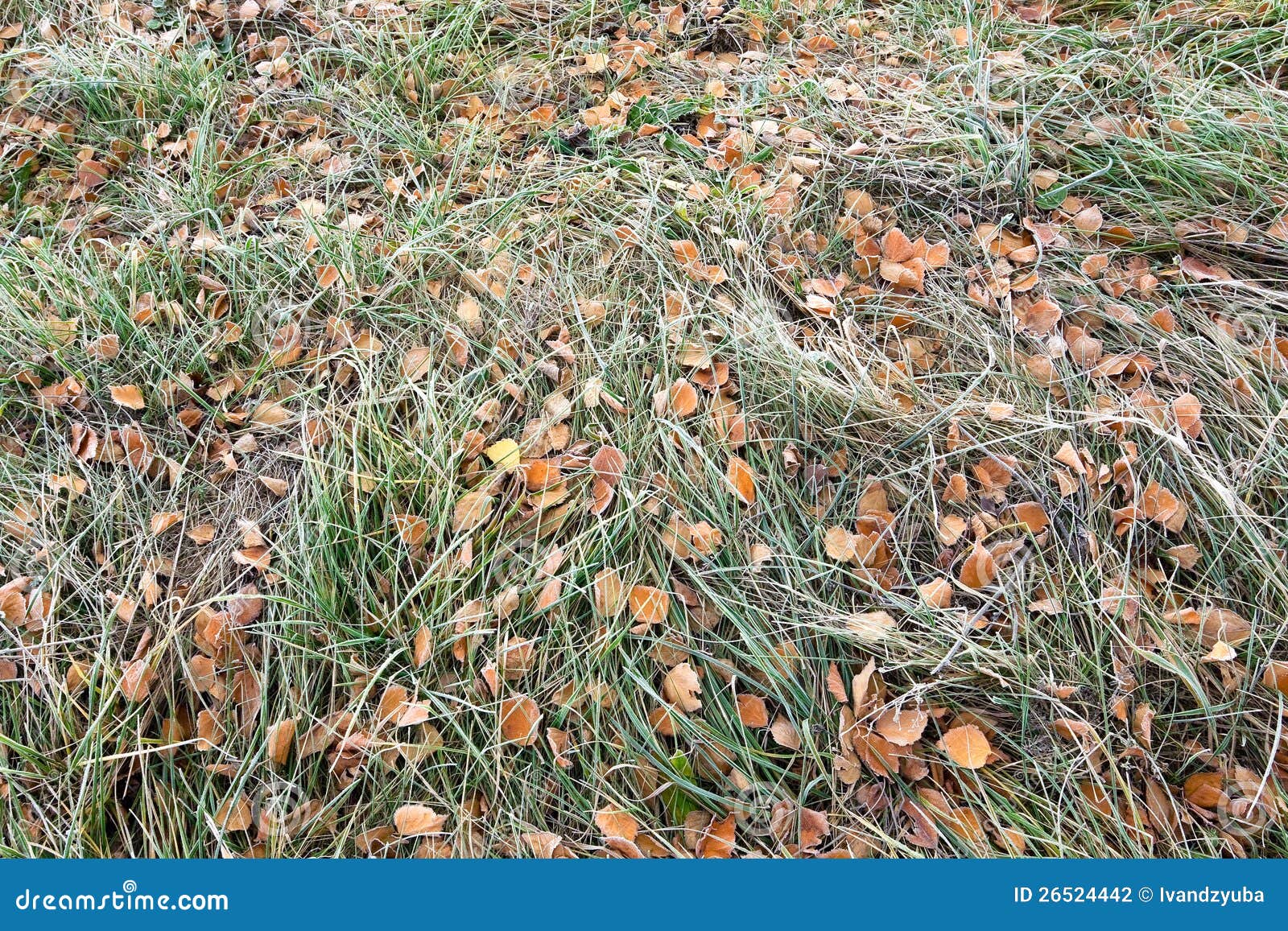 Autumn Background with Red Leaves on Grass Stock Photo - Image of ...
