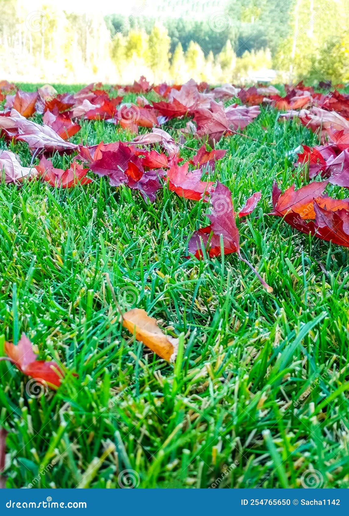 Autumn Background, Red Maple Leaves Lie on the Grass. Stock Photo ...