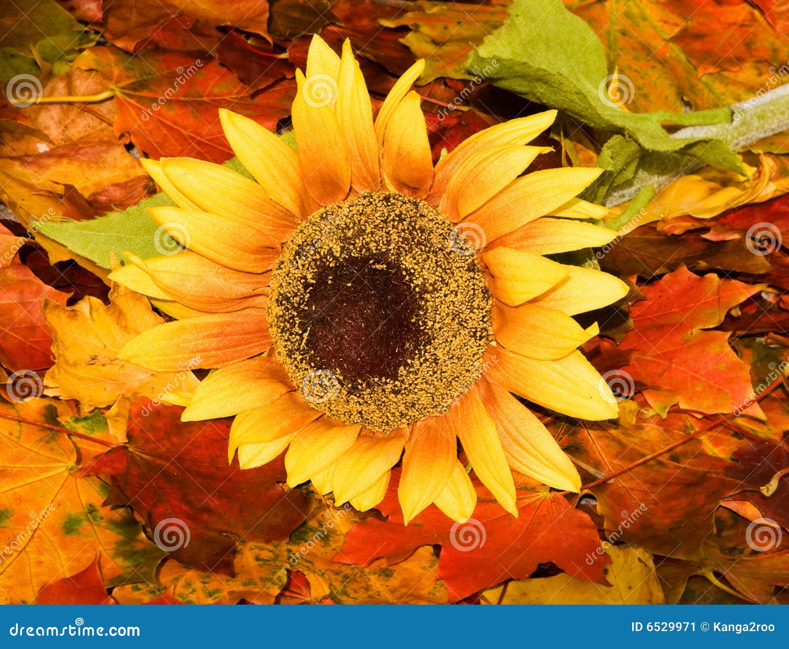Beautiful Autumn Sunflower Wallpaper