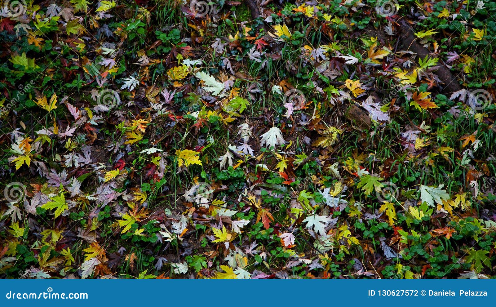 Vertical Autumn Background of Foliage Stock Photo - Image of fall ...