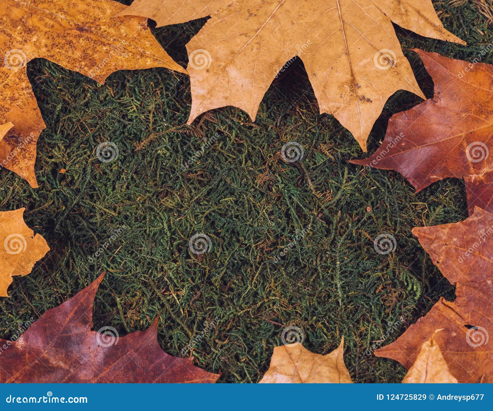 Autumn Background of Autumn Leaves on the Grass. Top View. Stock Image ...