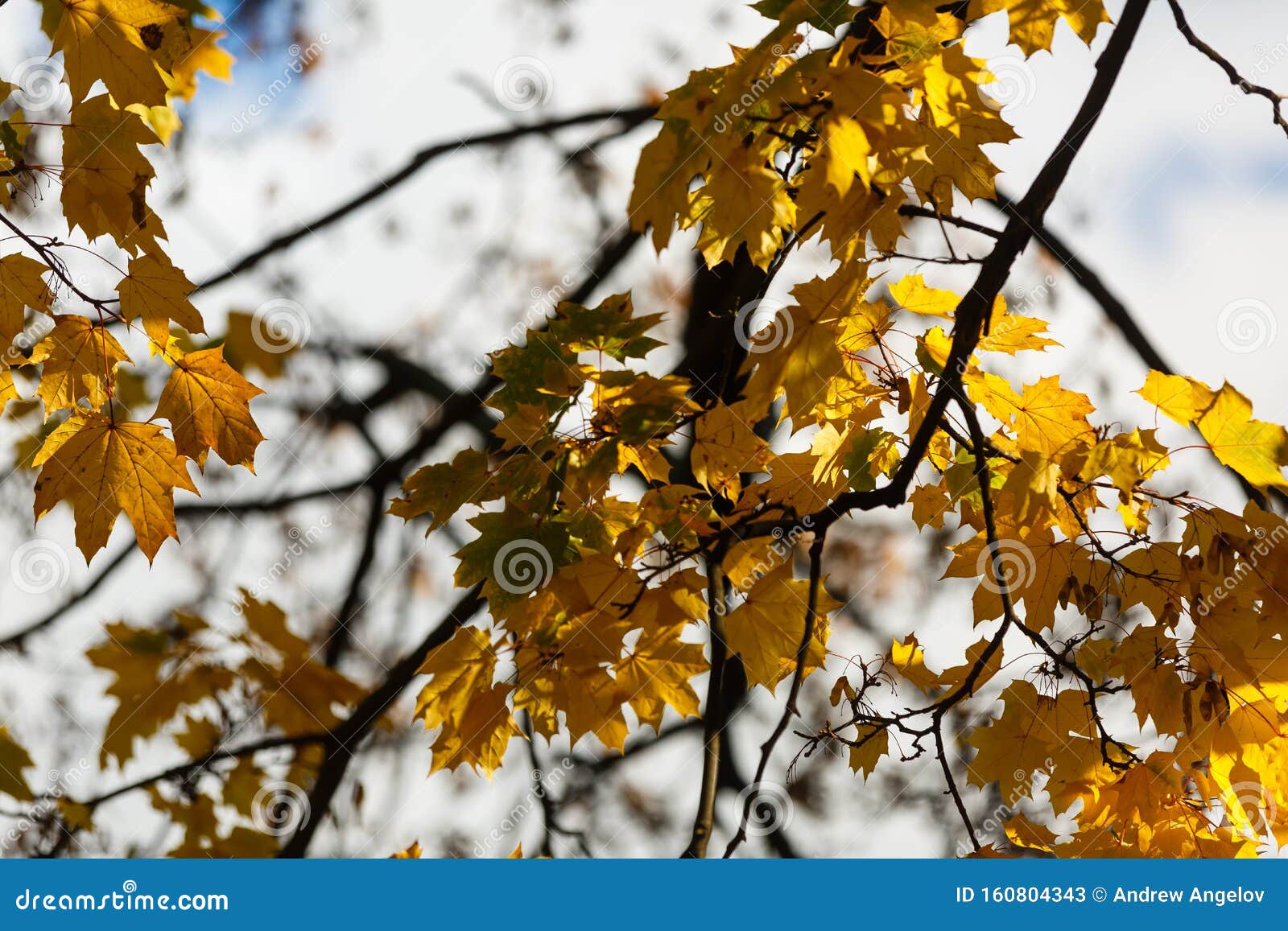 Yellow Tree, Autumn Background Stock Image - Image of 22autumn ...