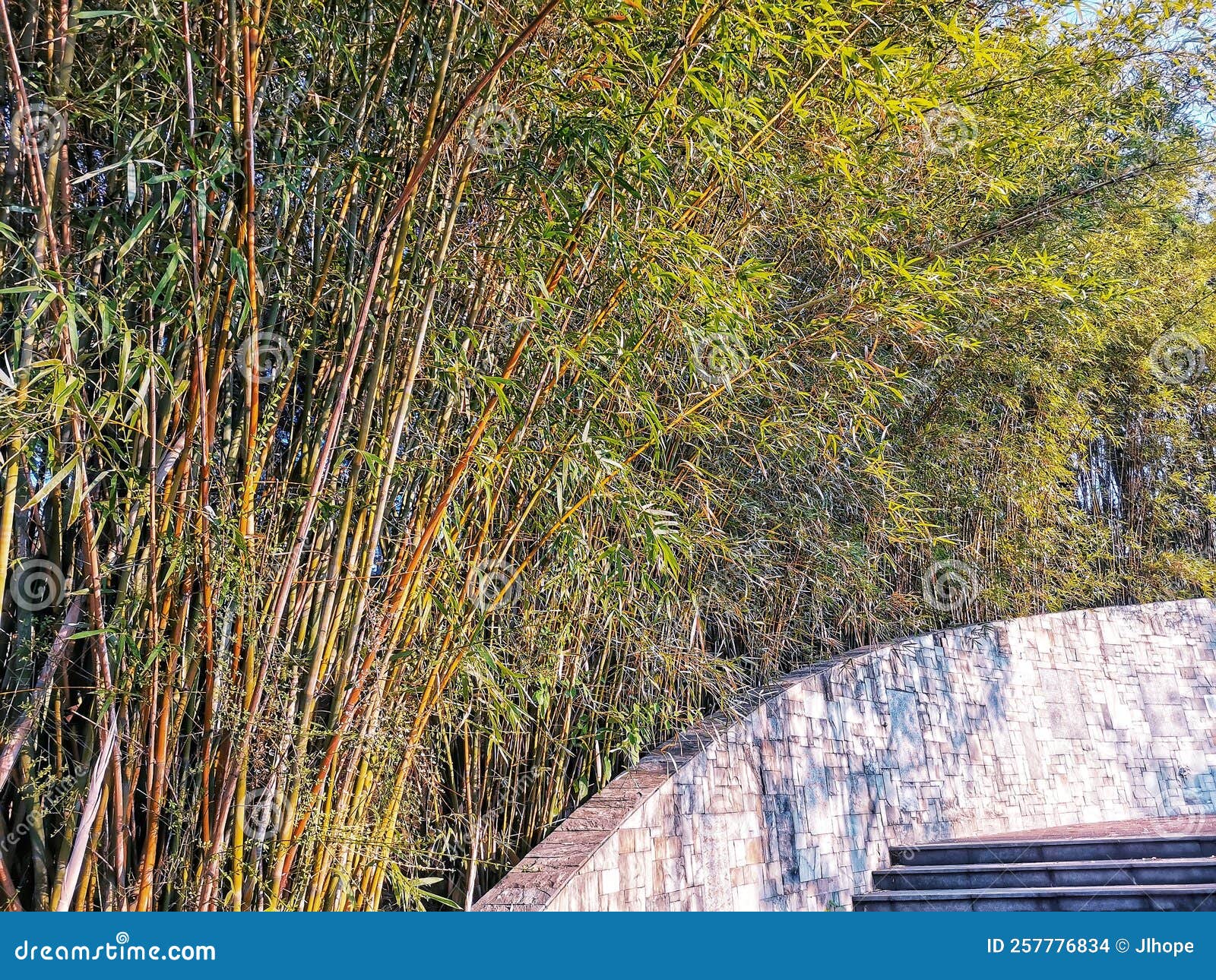 Autumn bamboo stock photo. Image of season, bamboo, botany - 257776834