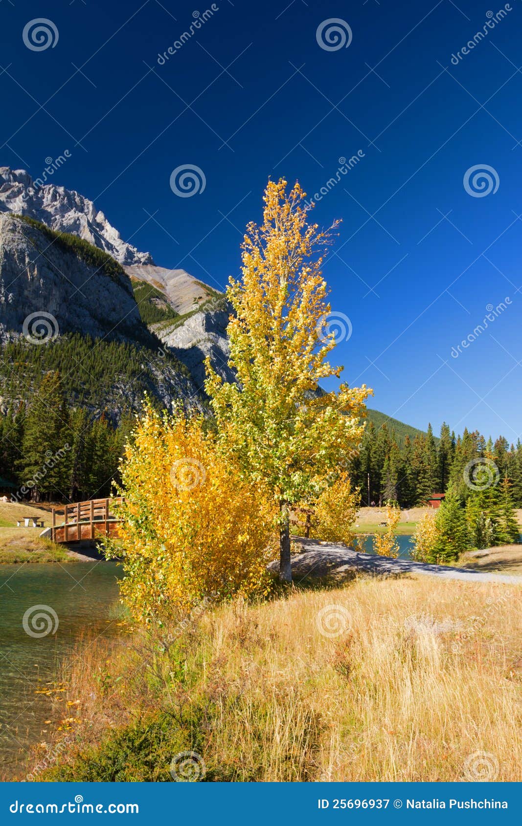 Autumn in Banff National Park Stock Image - Image of pathway, autumn ...