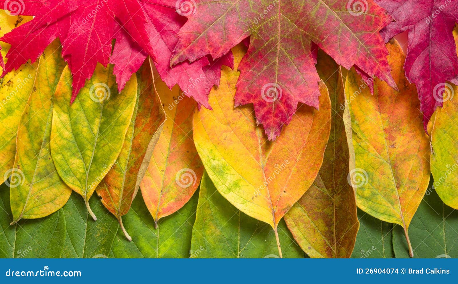 Autumn banner background stock photo. Image of vibrant - 26904074