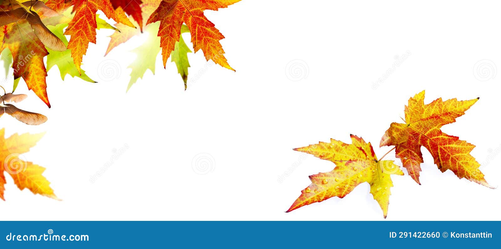 Autumn Banner Background with Colorful Autumn Maple Leaves Stock Photo ...