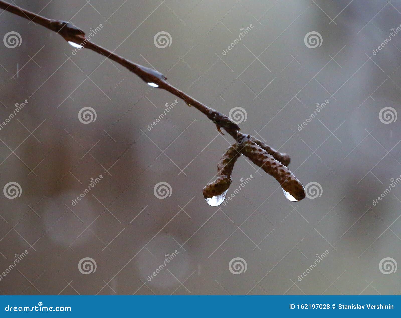 Autumn Bare Tree Branch with Water Drops Stock Photo - Image of ...