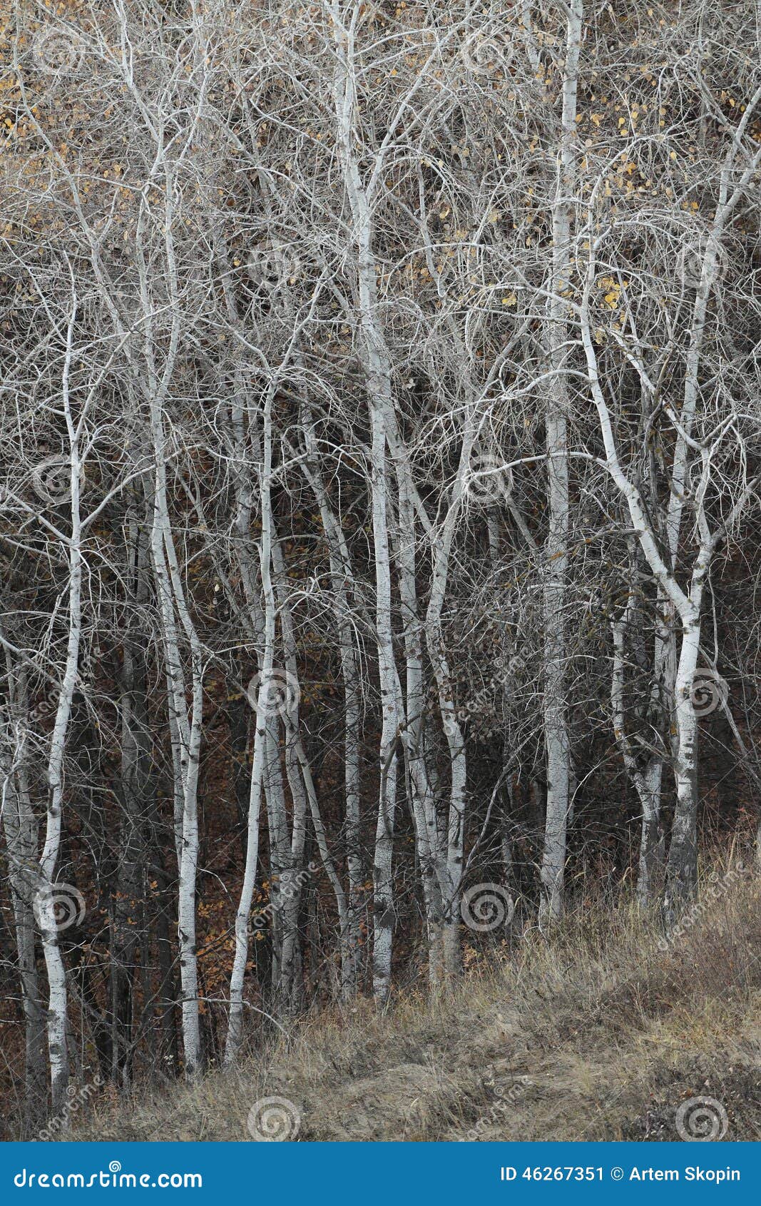 Autumn bare tree trunks stock image. Image of woods, nature - 46267351