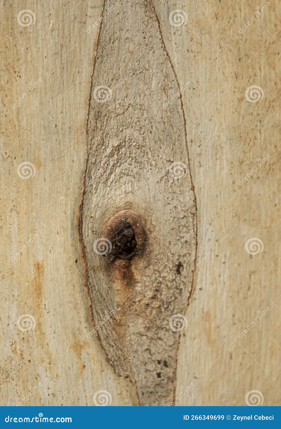 Bark Texture of an Eucalyptus Tree Stock Image - Image of bark, trunk ...