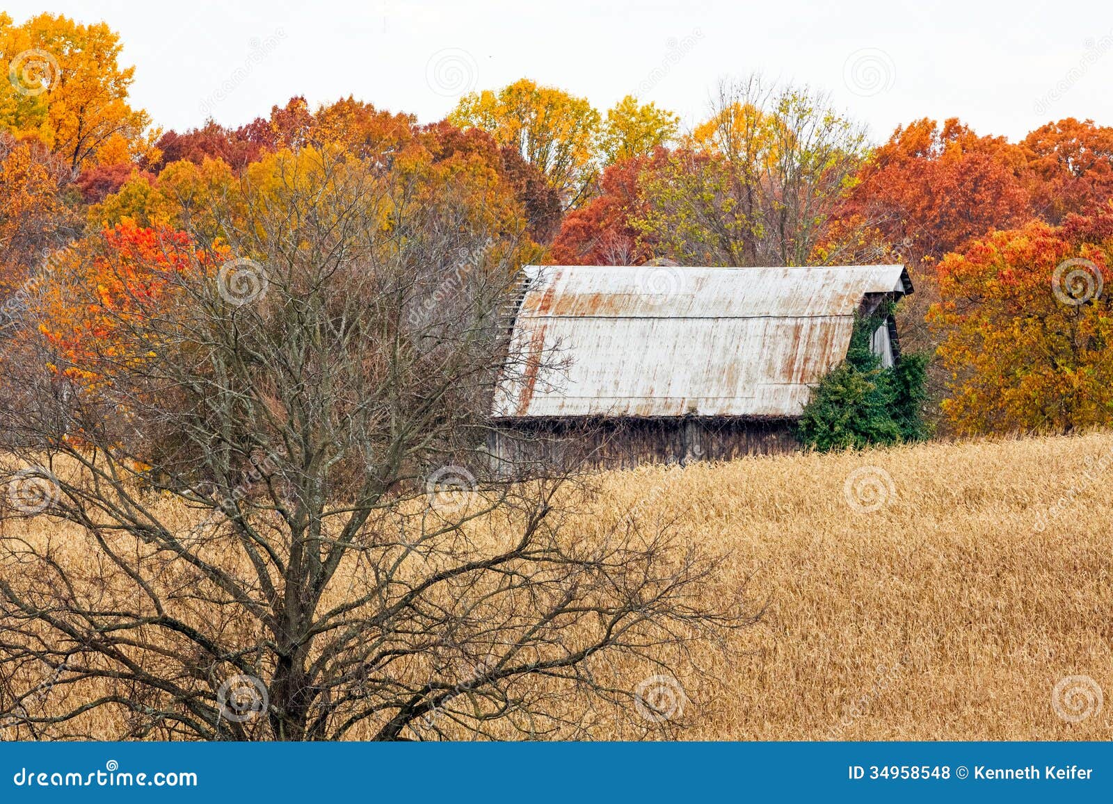 Autumn Barn and Tree in Cornfield Stock Photo - Image of midwest ...