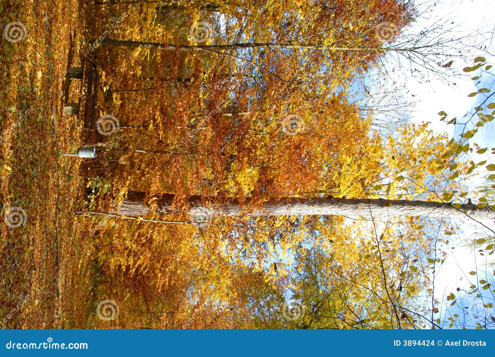 Autumn in Bavaria stock photo. Image of forest, arbor - 3894424