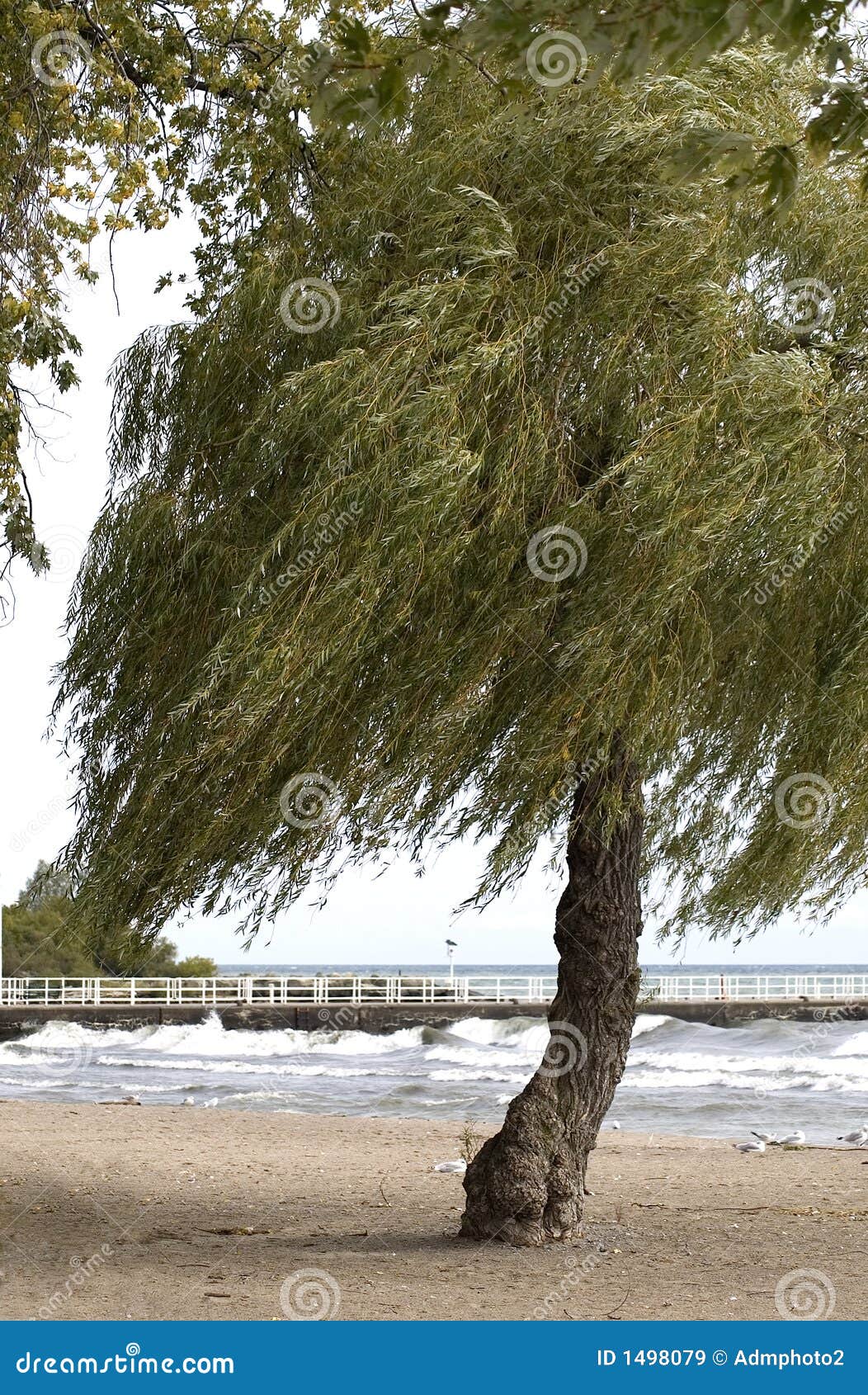 Autumn at the beach stock image. Image of sand, fall, pier - 1498079