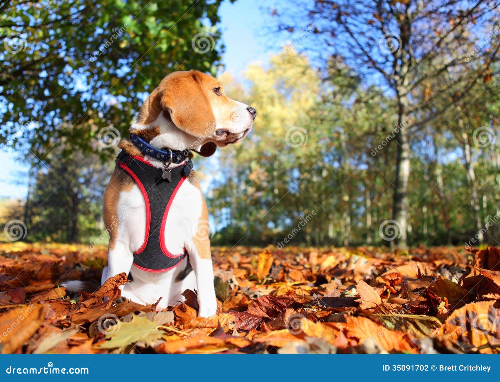 Autumn beagle dog stock photo. Image of wearing, season - 35091702
