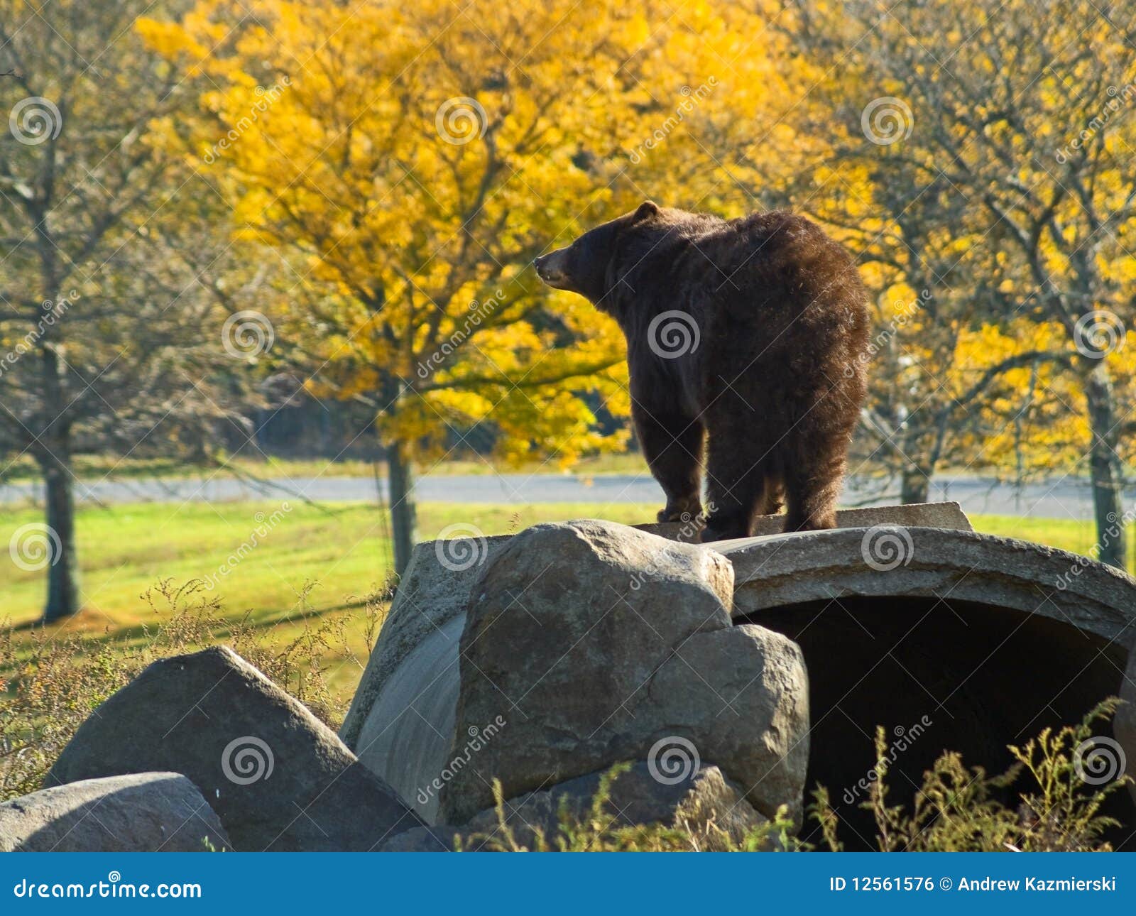Autumn Bear stock photo. Image of fall, bear, trees, wildlife - 12561576