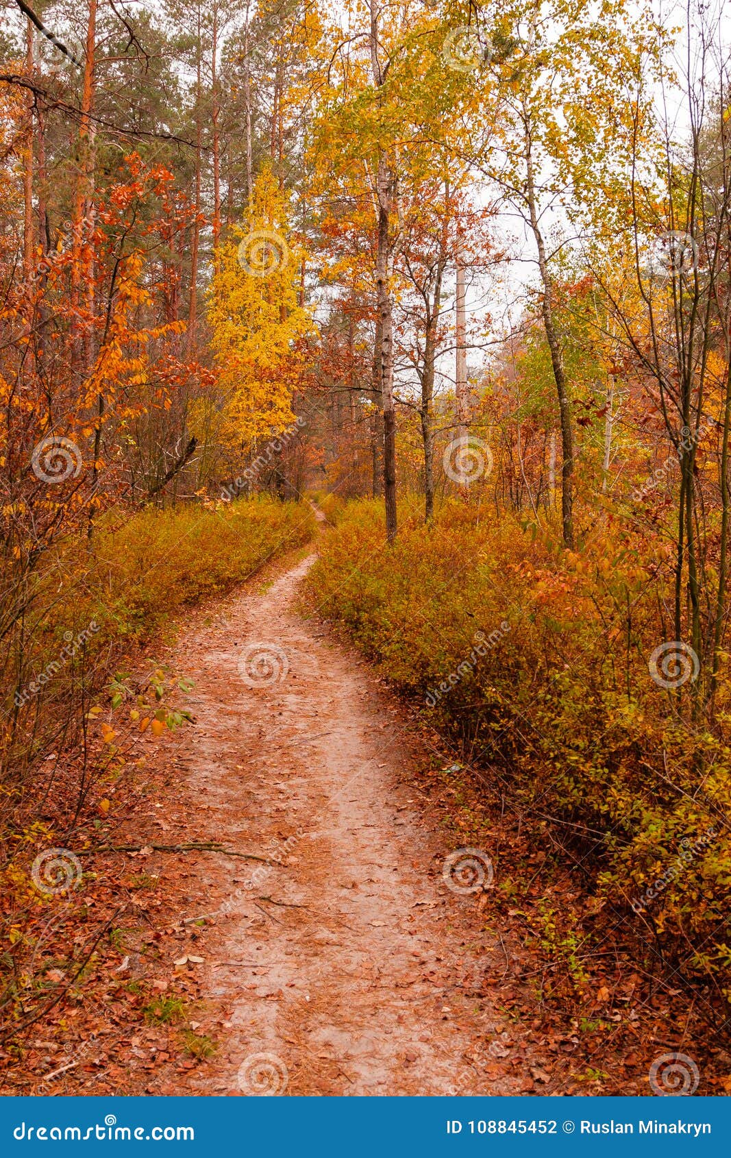 Autumn Beautiful Forest with a Path Covered with Leafs Stock Photo ...