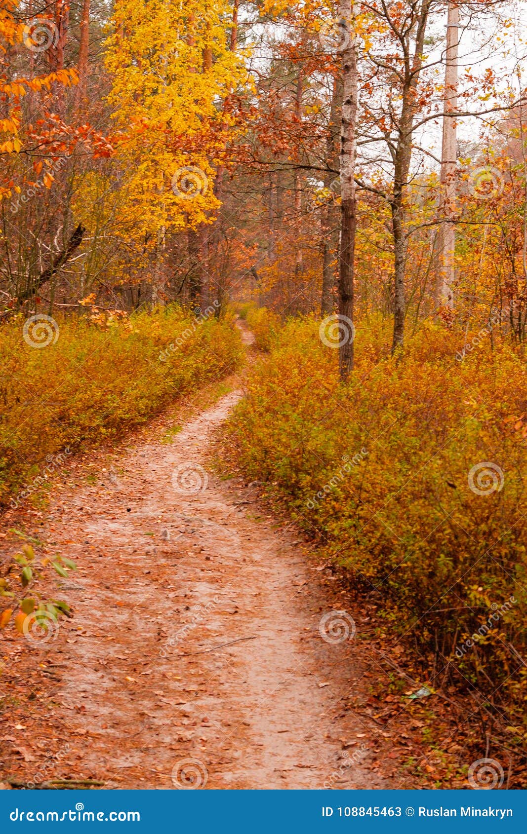 Autumn Beautiful Forest with a Path Covered with Leafs Stock Image ...