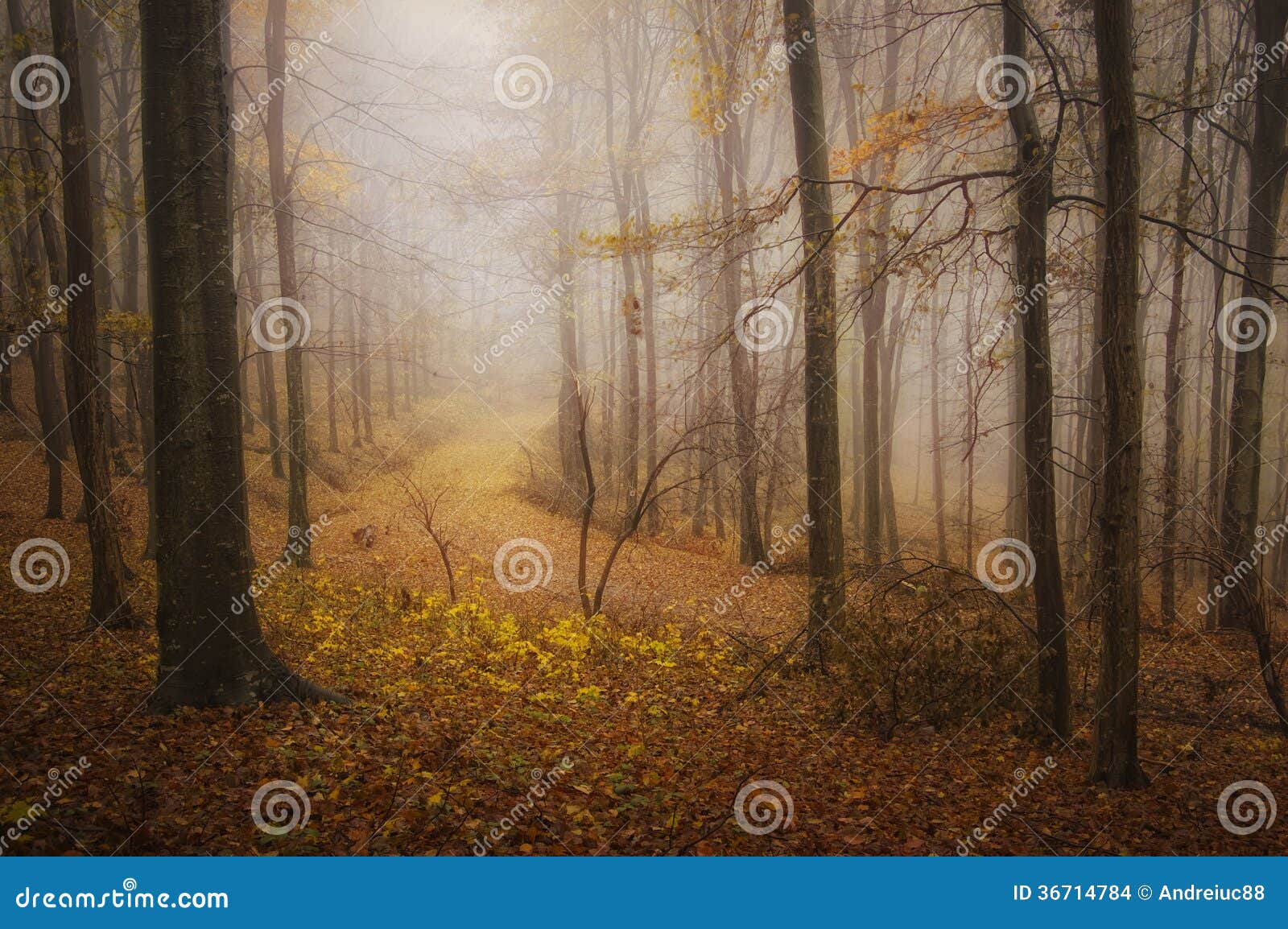 Autumn in a Beautiful Forest after Rain Stock Photo - Image of fall ...