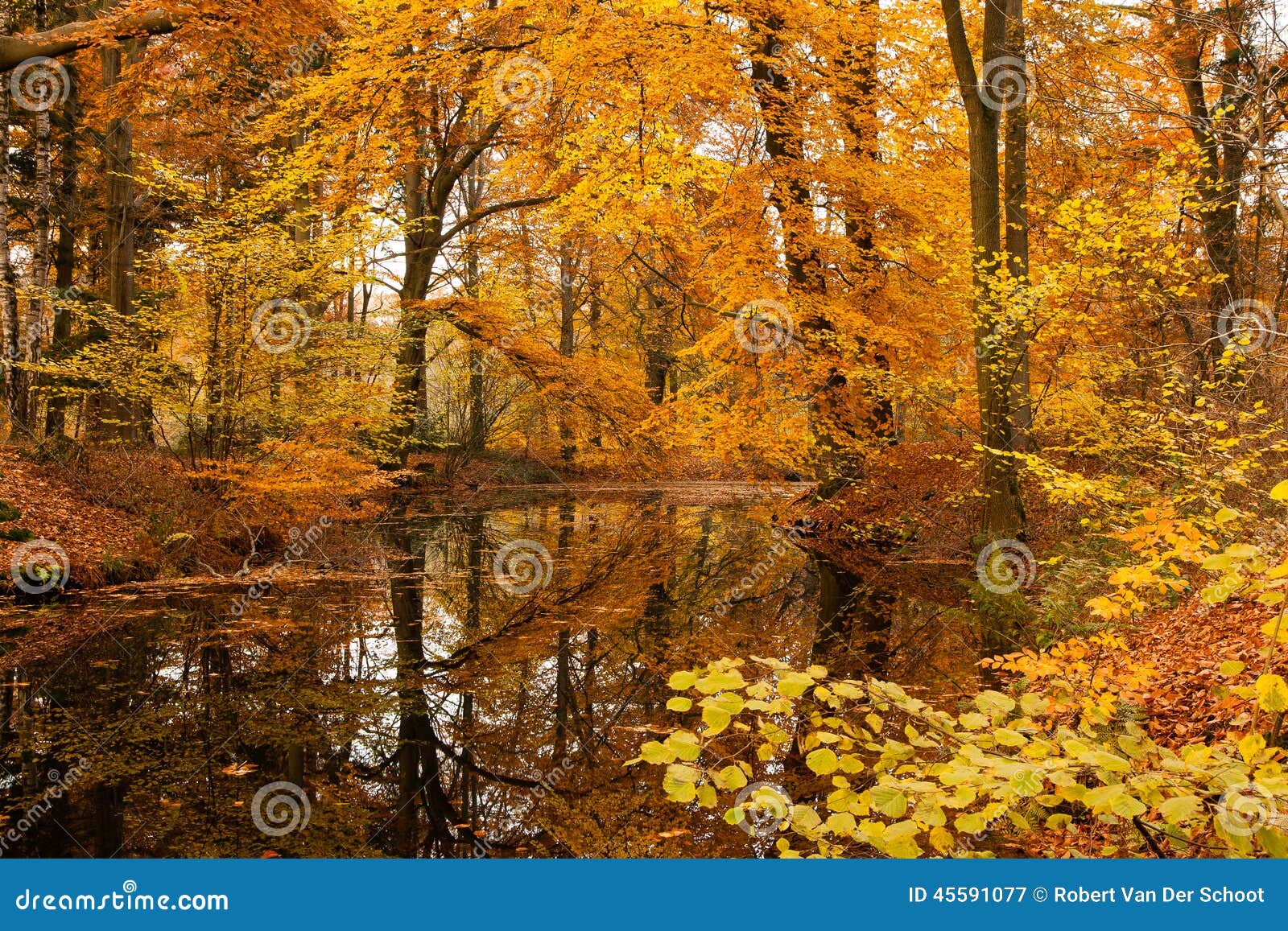Autumn Beech Foliage Reflecting in Forest Fen. Stock Image - Image of ...
