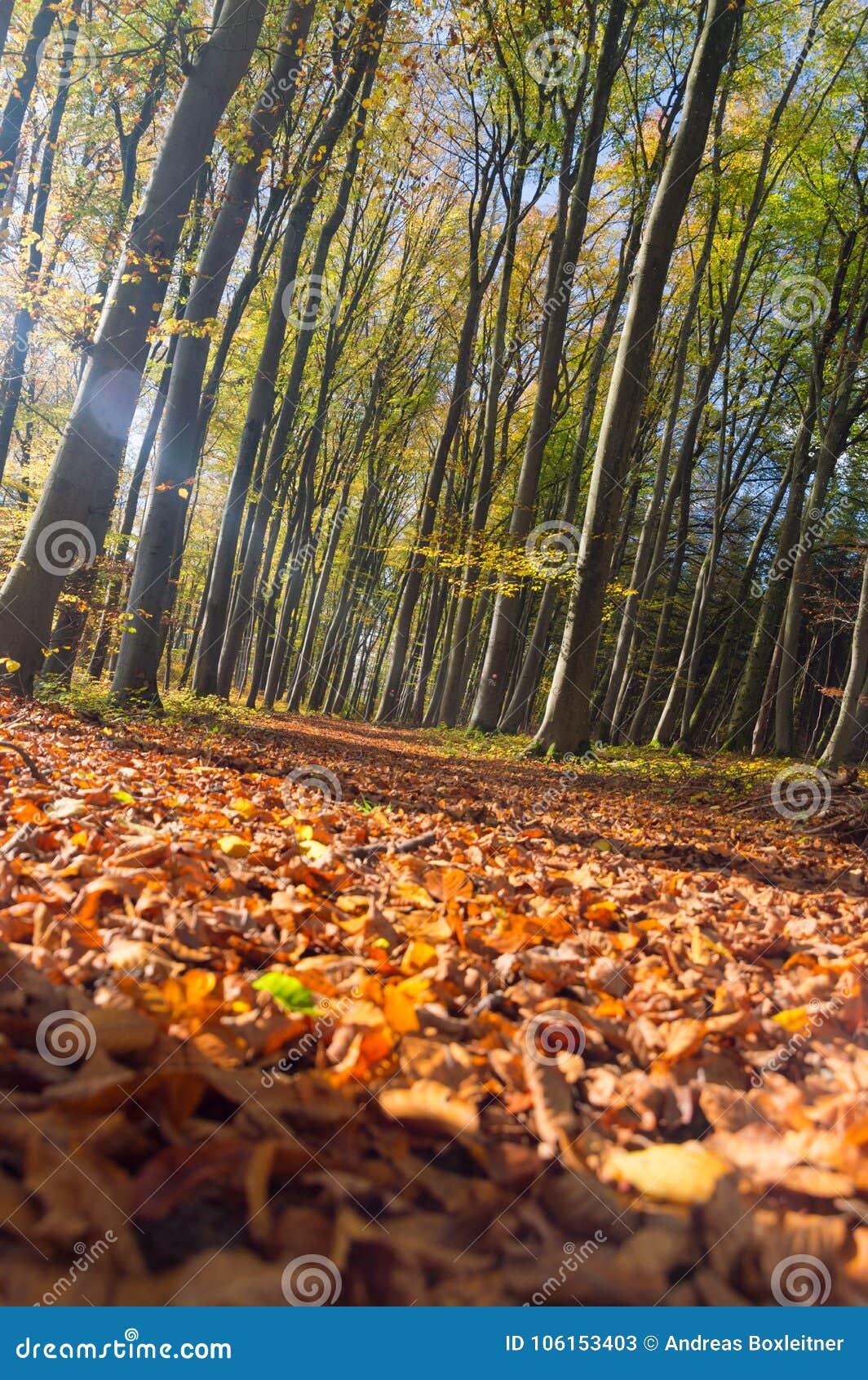 Autumn beech forest stock image. Image of trees, path - 106153403
