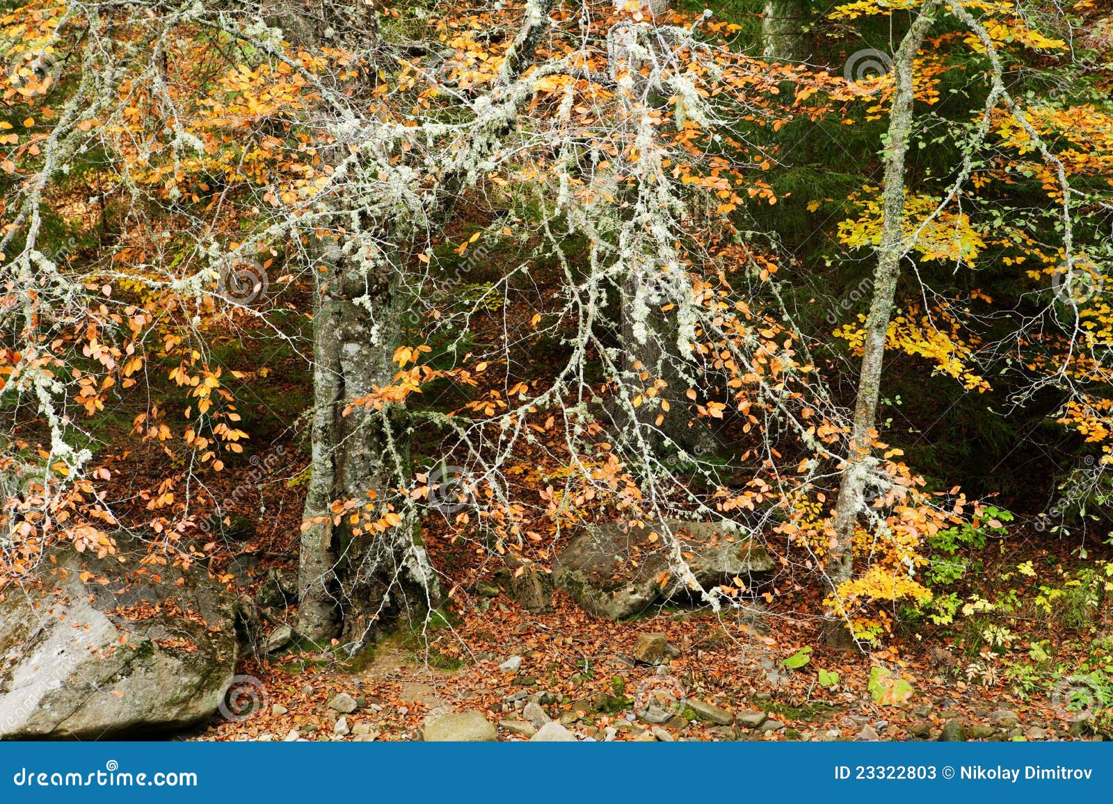 Autumn Beech Forest in Europe Stock Image - Image of autumn, scenery ...
