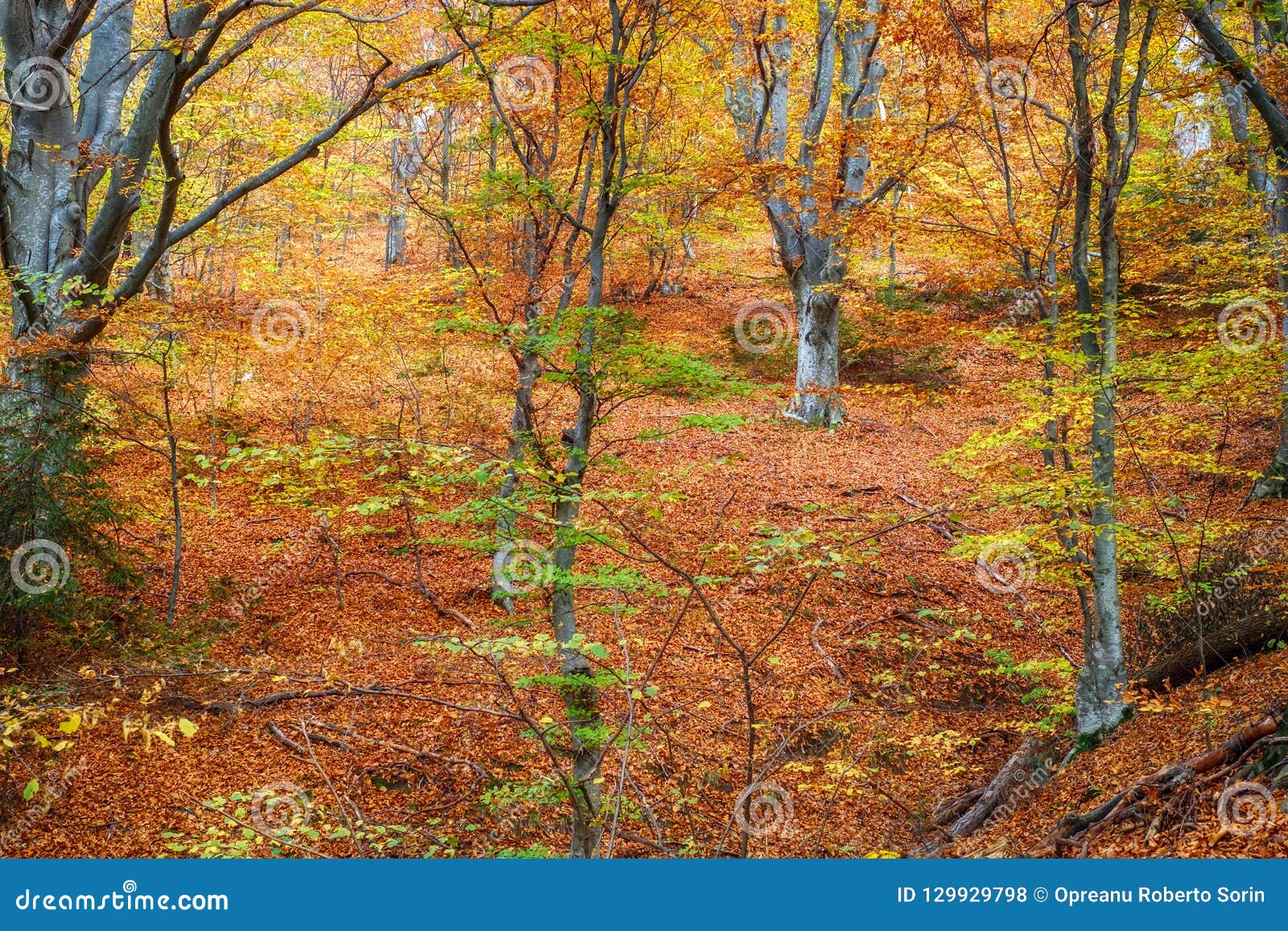 Autumn in the beech forest stock photo. Image of october - 129929798
