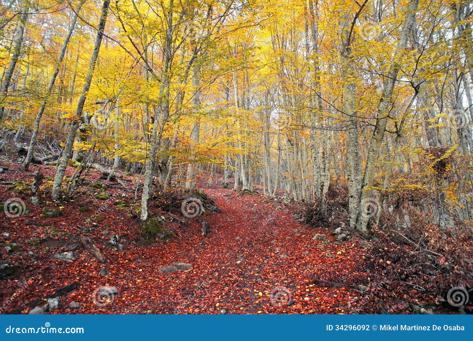 Autumn beech forest stock photo. Image of nature, path - 34296092