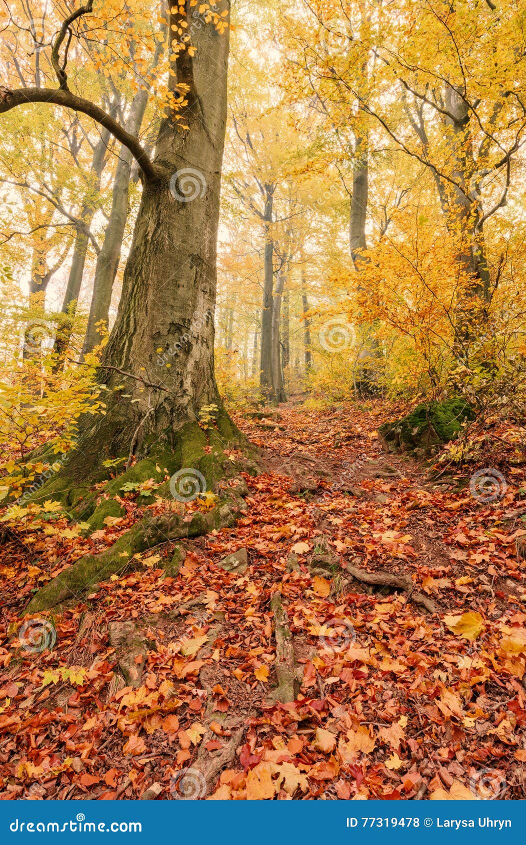 Autumn Beech Forest, Vertical Nature Background Stock Photo - Image of ...