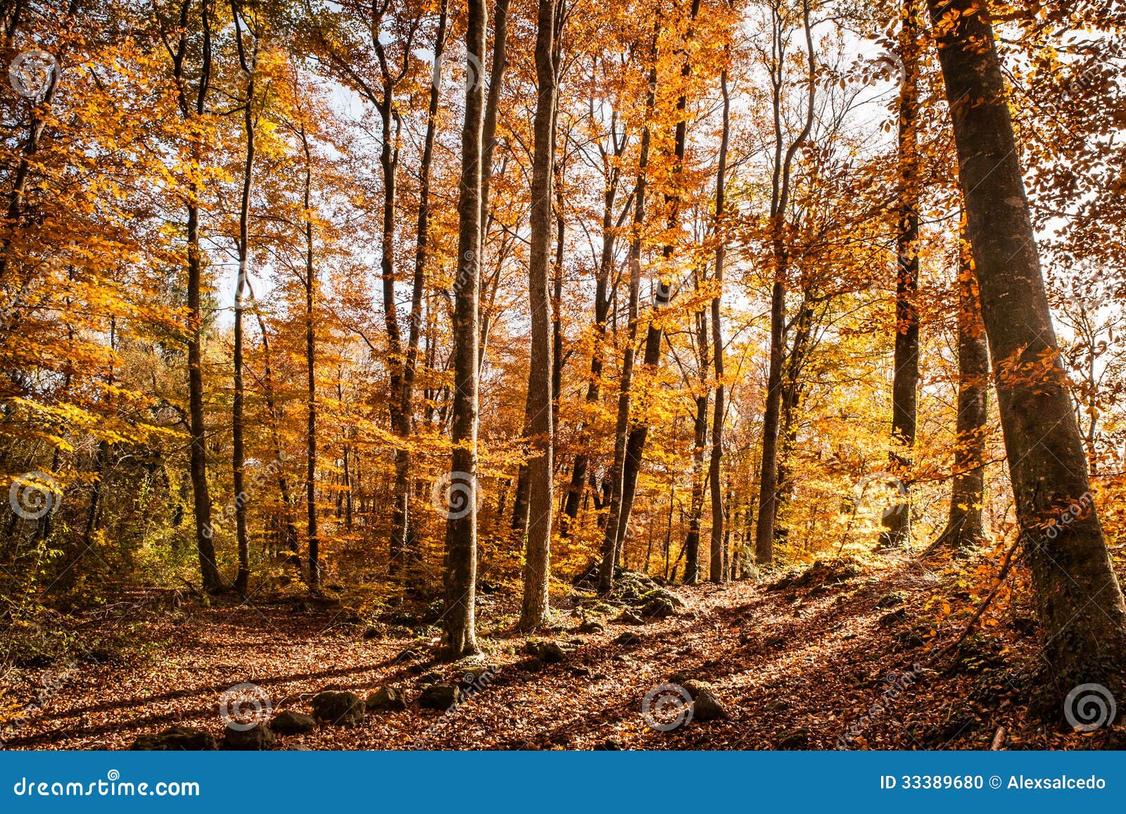 Autumn beech stock photo. Image of mist, park, colors - 33389680