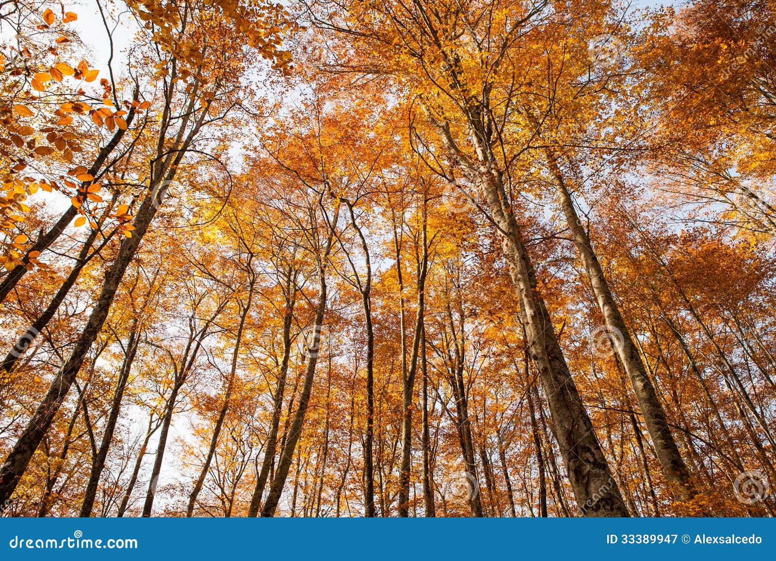 Autumn beech stock image. Image of orange, misty, beauty - 33389947