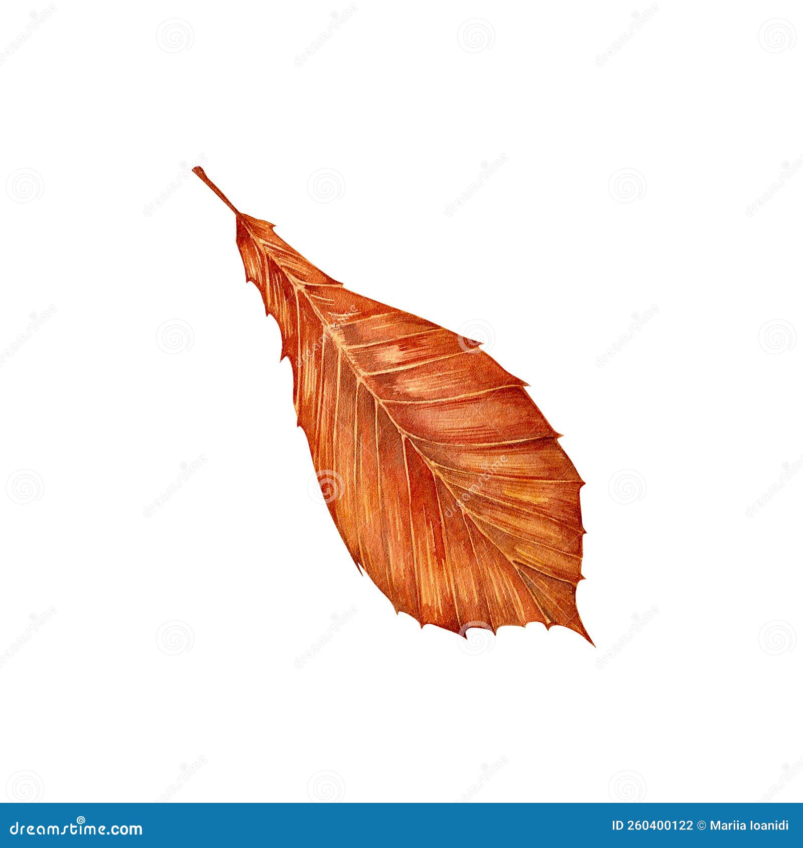 Autumn Beech Leaf. Watercolor Hand Illustration of an Isolate on a ...