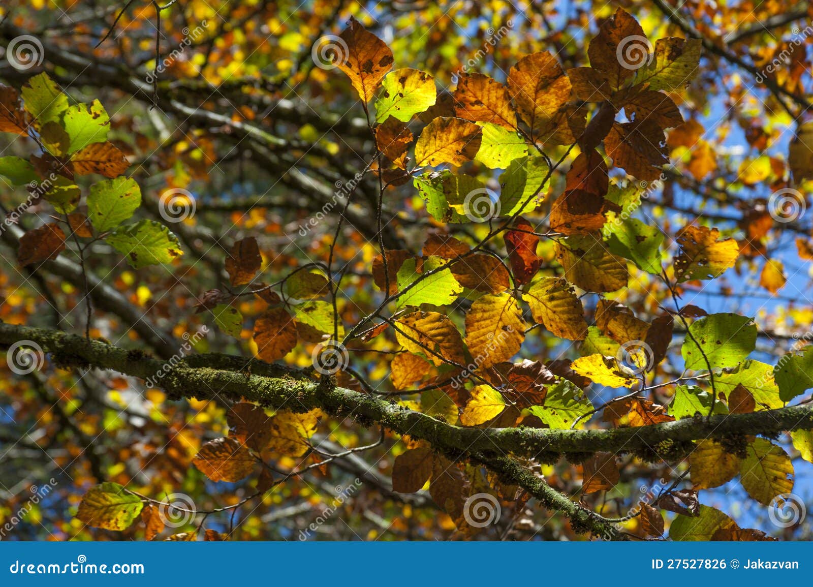 Autumn Beech Leaves stock photo. Image of european, backgrounds - 27527826